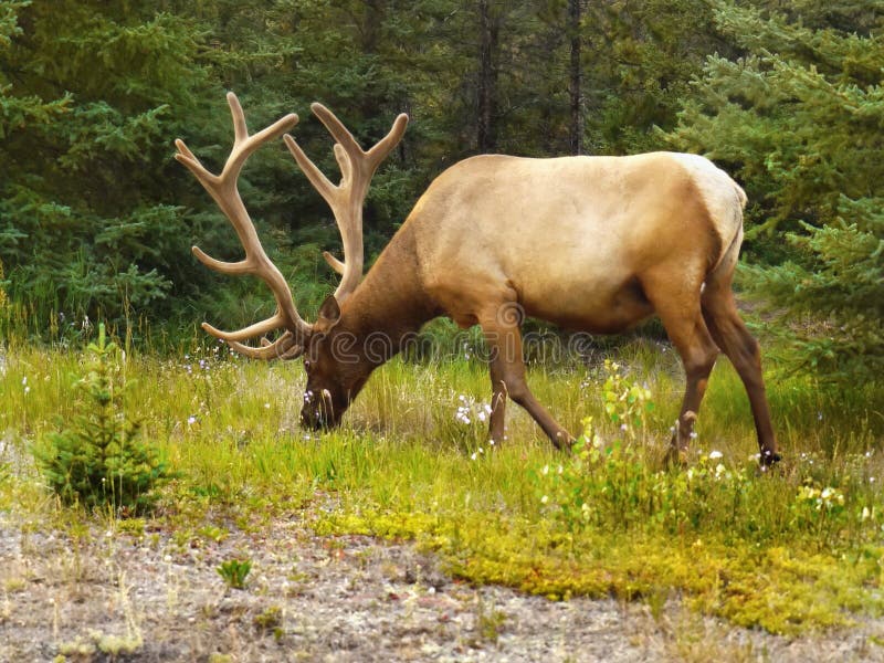 Deer Stag Buck stock image. Image of hart, antlers, deer - 188054507
