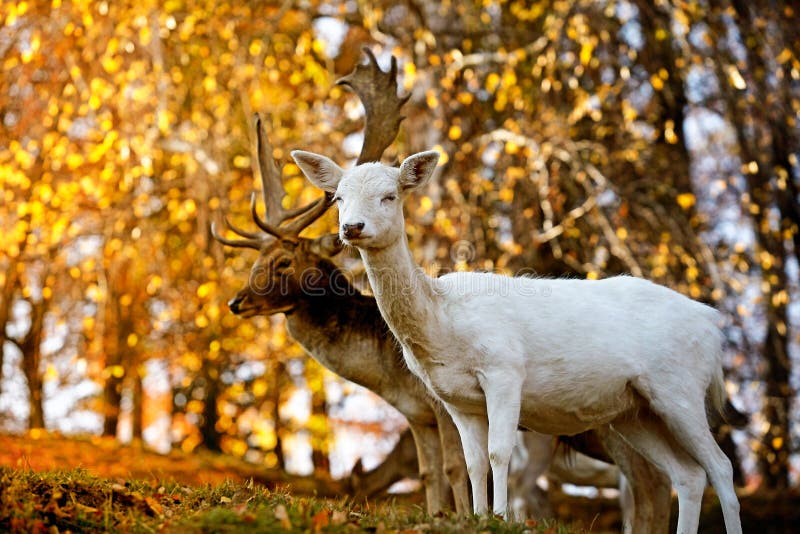 629 Stag Backgrounds Stock Photos - Free & Royalty-Free Stock Photos ...