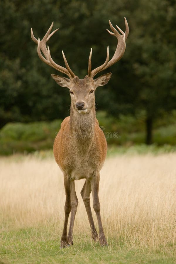 Deer Stag Head-on stock photo. Image of wildlife, deer - 7159494