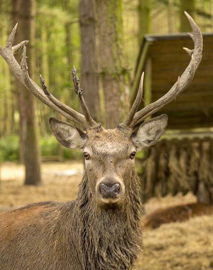 Deer stag stock photo. Image of beauty, wildlife, antlers - 44987024