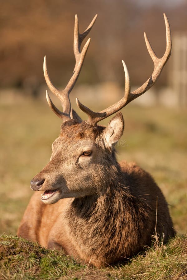 Deer Stag Head-on stock photo. Image of wildlife, deer - 7159494