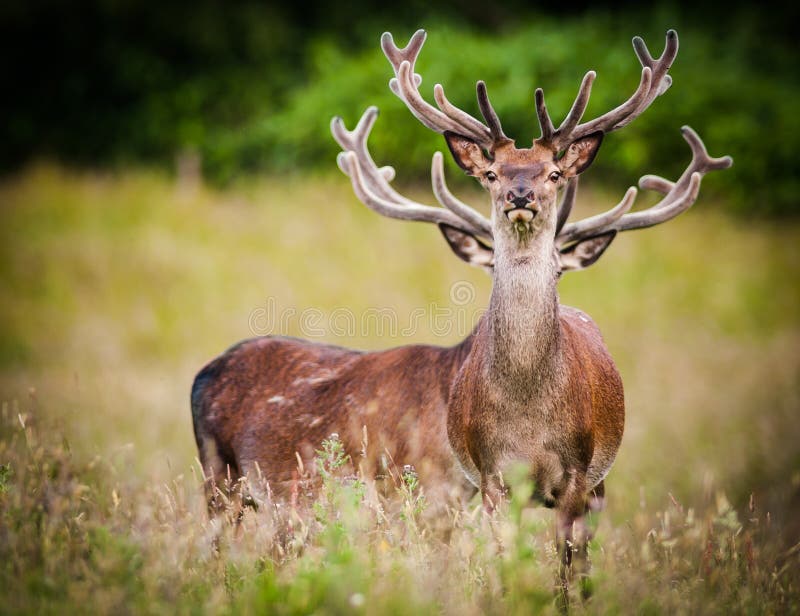 Deer stags in a field stock image. Image of domination - 43311365