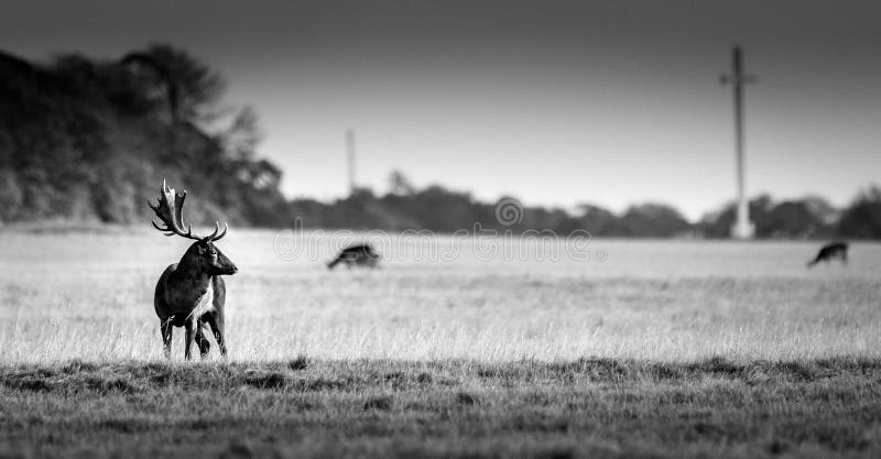 Deer Stags in Phoenix Park, Dublin, Ireland Stock Photo - Image of ...