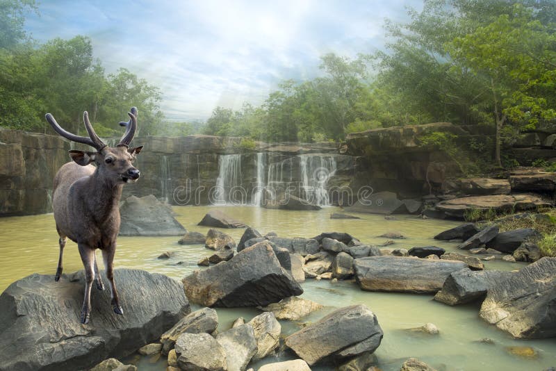 Deer stand on the rock stock photo. Image of trees, light - 47619466