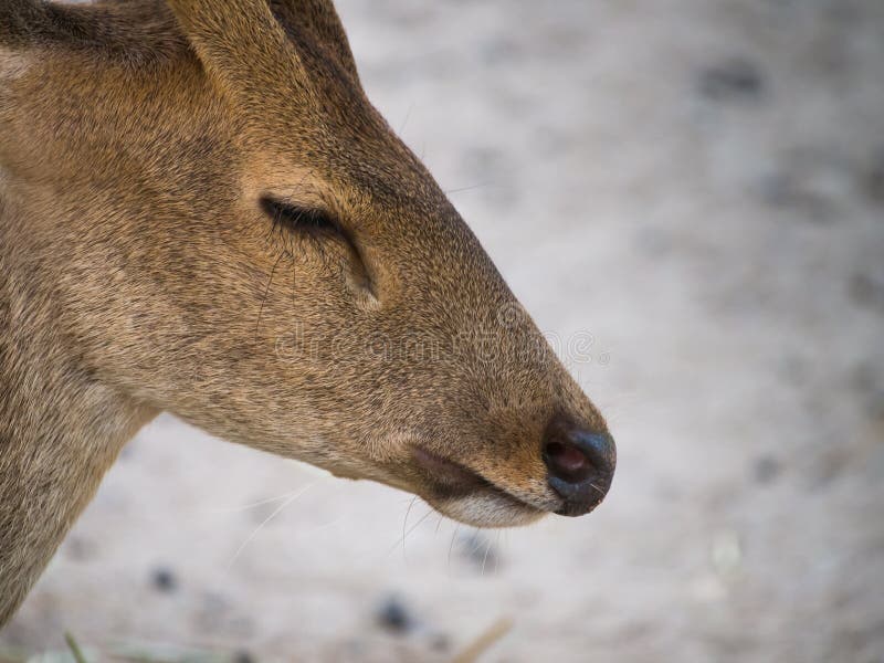 Calm Red Deer Eating Bush on Meadow during Summer. Stock Photo - Image ...