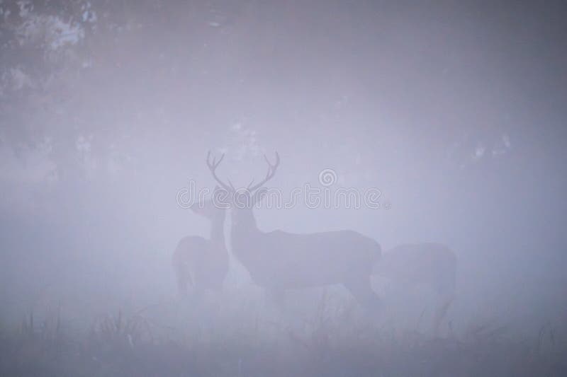 Deer standing in dense fog stock photo. Image of unseen - 338212818