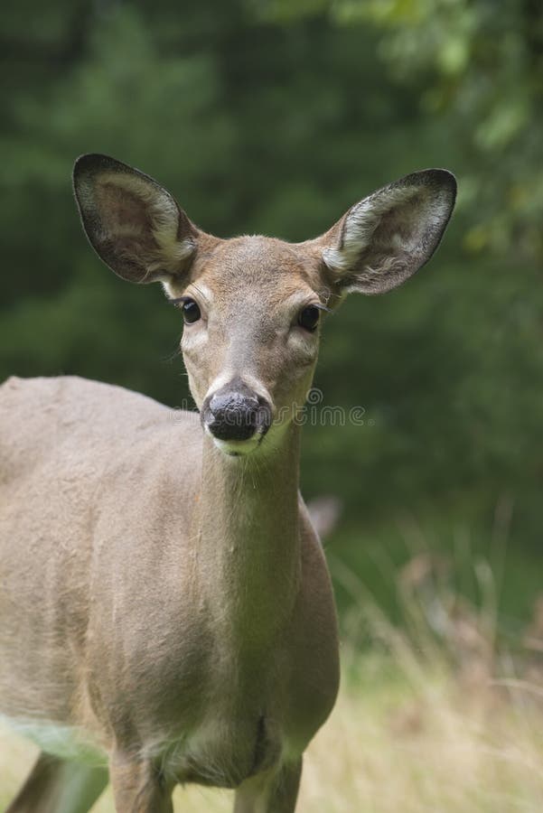 Deer Standing in Forest stock photo. Image of looking - 128458452