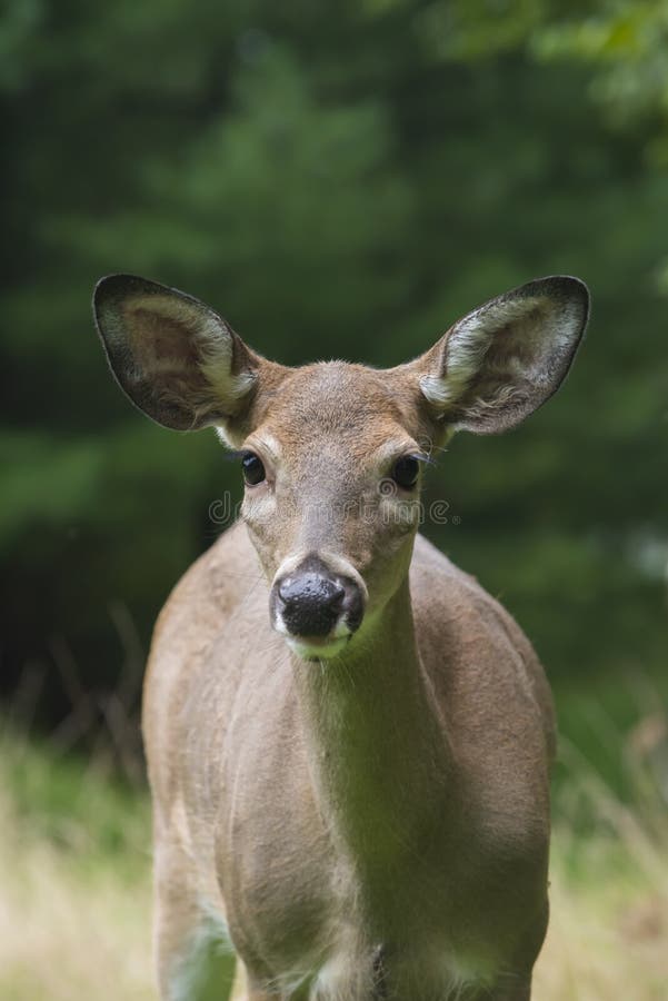 Deer Standing in Forest stock photo. Image of view, animals - 128458460