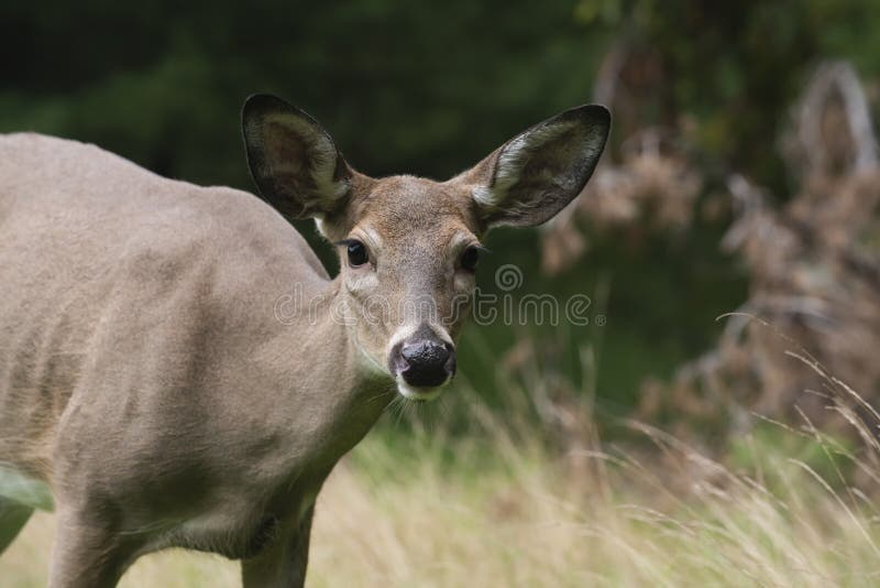 359 Deer Head Front View Stock Photos - Free & Royalty-Free Stock ...