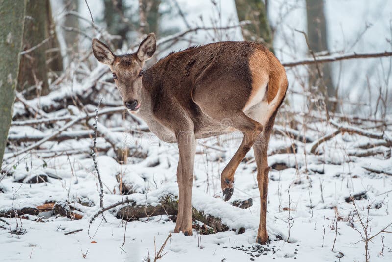 Deer standing in a forest stock image. Image of park - 268092755