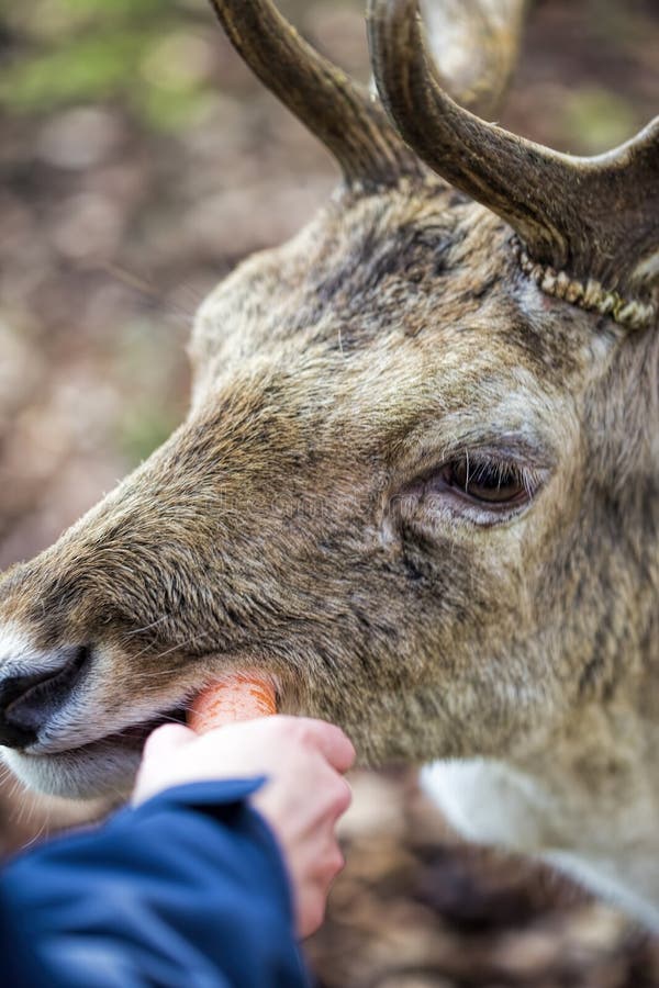 Deer Standing with Its Back in the Prk Stock Photo - Image of animal ...