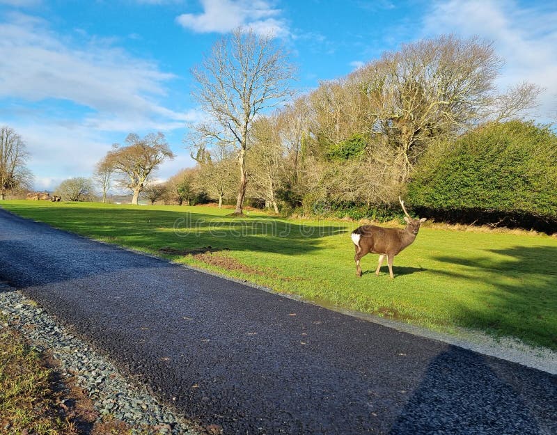 Deer Standing on a Lawn by a Road Stock Image - Image of nature, green ...