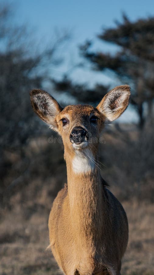 Deer Standing in a Meadow with a Backdrop of Trees in the Distance ...