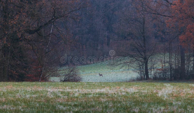Deer Standing on Meadow between Trees. Animal Hunting Background Stock ...