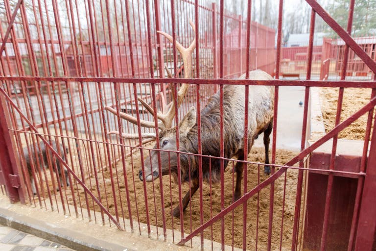 A Deer is Standing in a Pen with a Red Gate Stock Photo - Image of ...