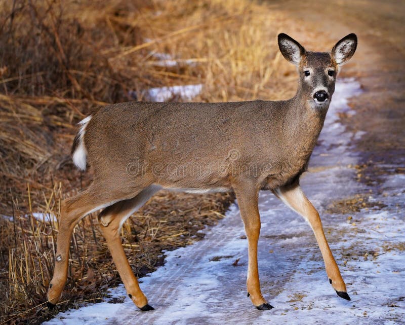 A Deer Standing in the Snow on a Dirt Path with Trees Stock Image ...