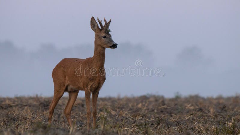 Deer Stands in the Middle of an Arid Grassland on a Gloomy Day Stock ...