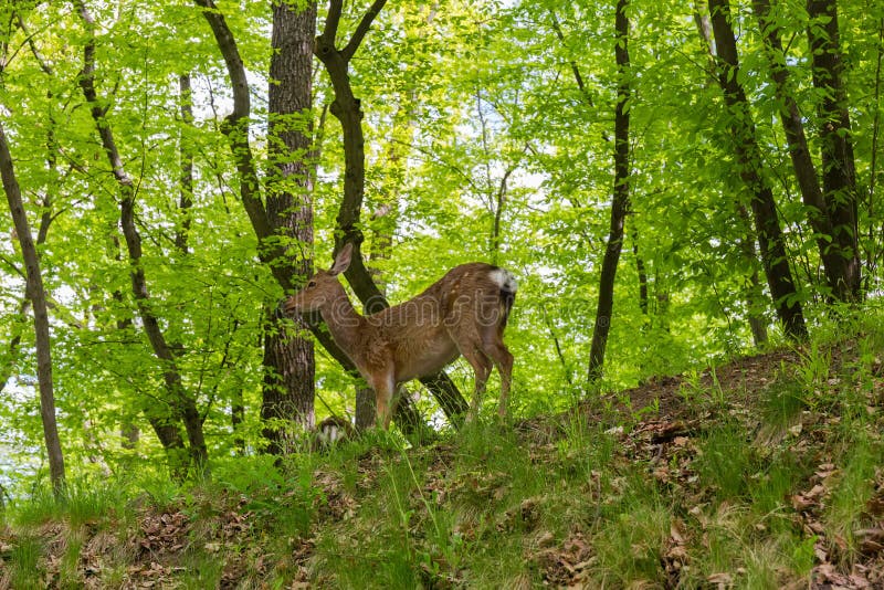 Deer Stands on the Top of Hill in Spring Forest Stock Photo - Image of ...