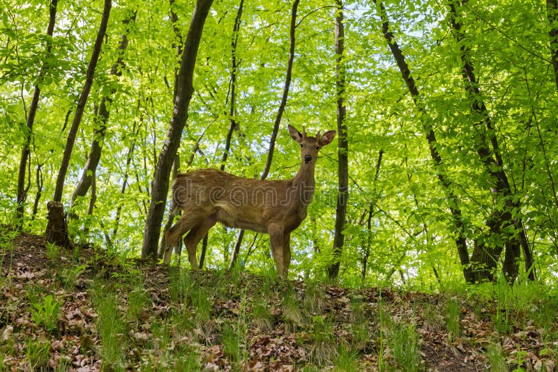 Deer Stands on the Top of Hill in Spring Forest Stock Photo - Image of ...