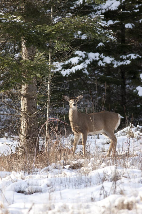 Deer stands by tree. stock photo. Image of hayden, beauty - 28524754