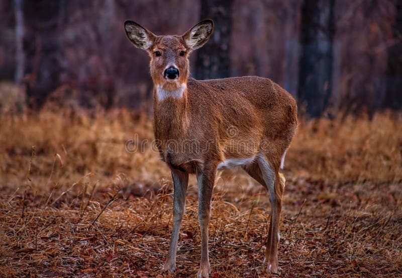 Deer Stare Off in a Park stock image. Image of woodlands - 244488973