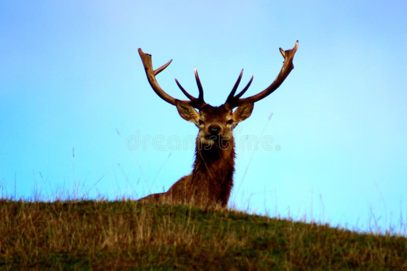 Deer Staring Behind the Hill Stock Image - Image of deer, robust: 45166767