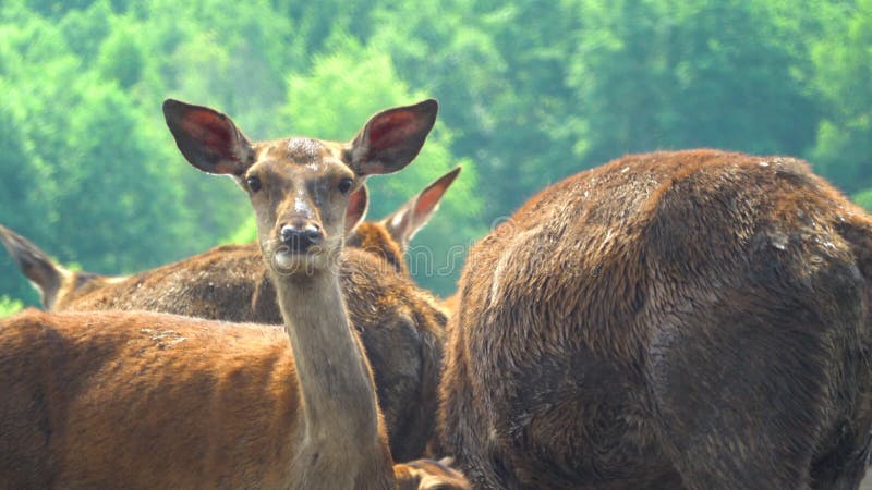 Deer Staring at the Daniel Farm Outdoors. Beautiful Drown Bambi in the ...