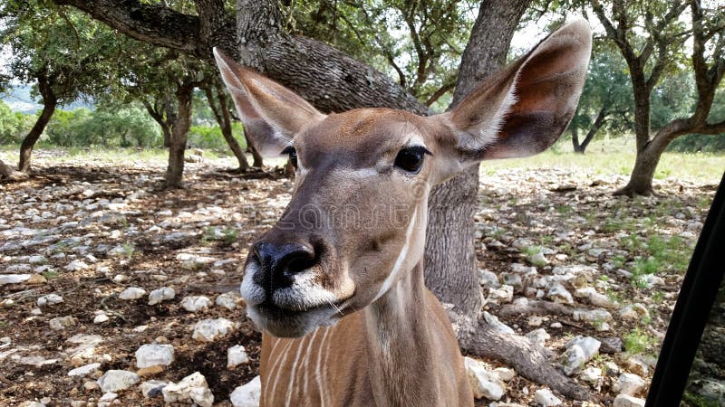 Deer Staring Straight Ahead Stock Photo - Image of mammals, wildlife ...