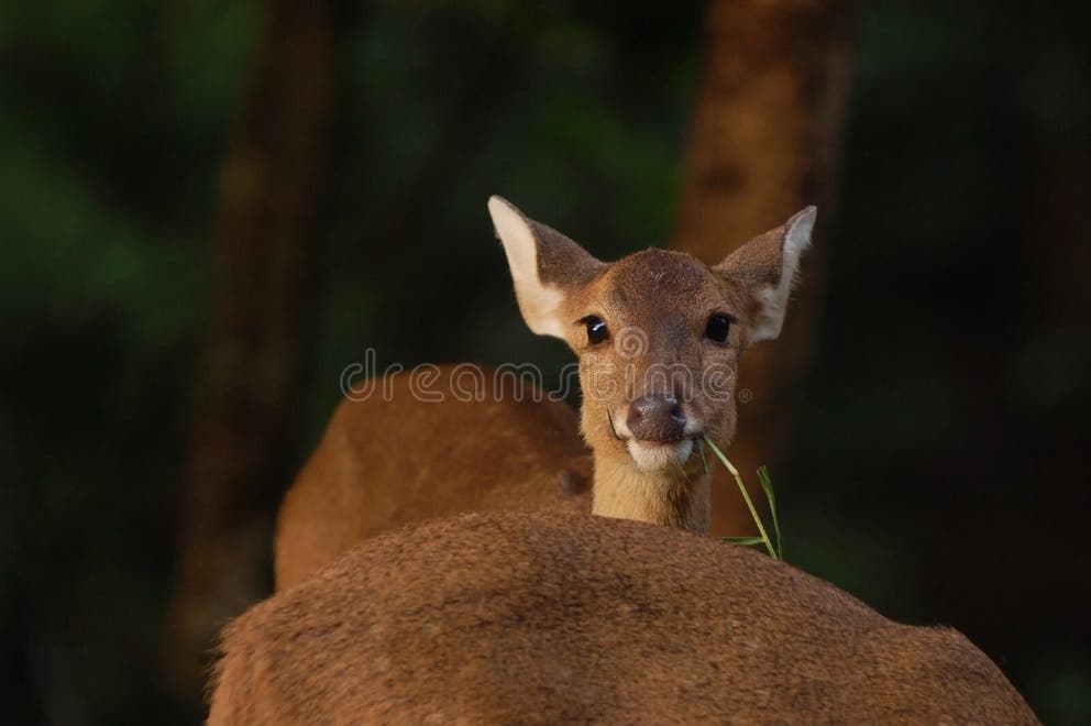 Deer stock photo. Image of watching, staring, wildlife - 82328364
