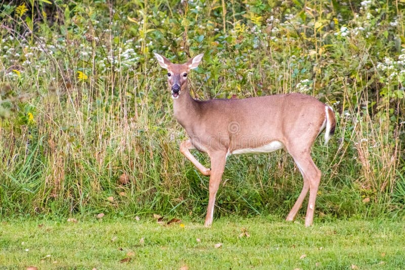 Deer Startled in the Forest Stock Photo - Image of grass, landscape ...