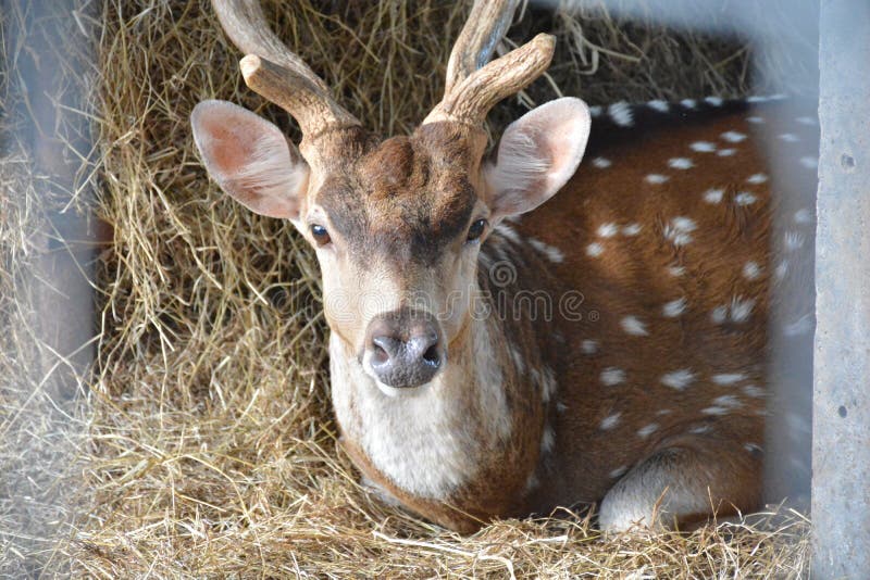 Deer on a straw stock photo. Image of mammal, beauty - 94132686