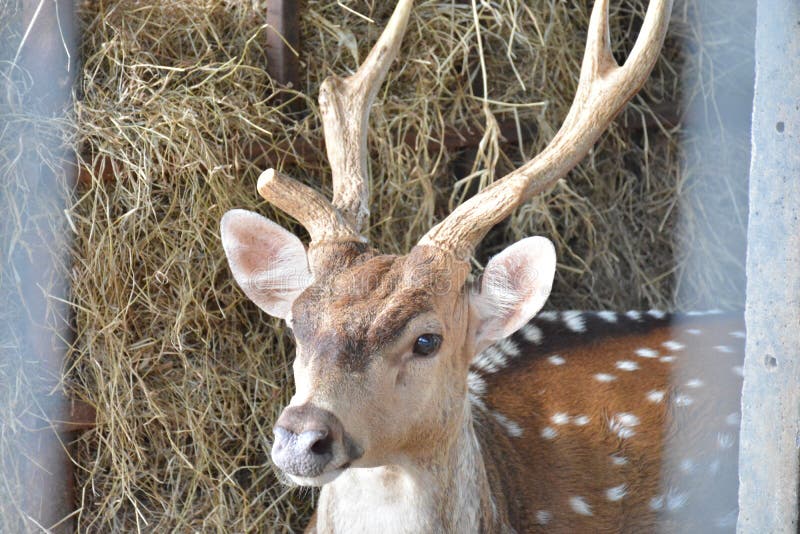 Deer on a straw stock photo. Image of grass, pretty, adorable - 94132862