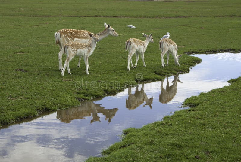 Deer by the Stream stock image. Image of reflection, seagull - 23419421