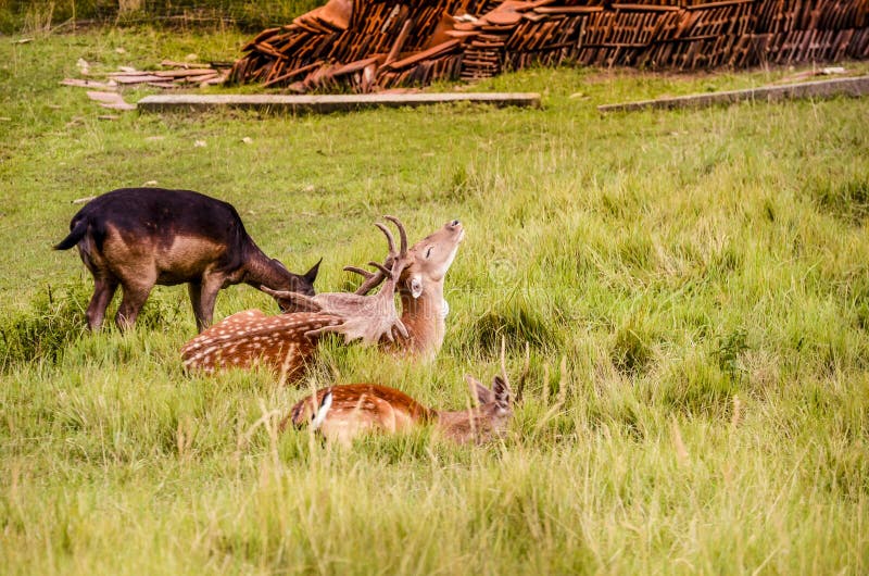 Stretching Deer stock image. Image of park, stretch, deer - 19050763