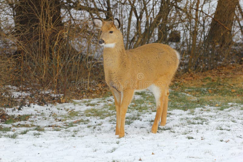 Deer in a Suburban Environment Stock Image - Image of mammal, view ...