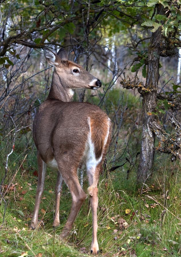 Deer in summer stock image. Image of woods, wildlife - 23860219