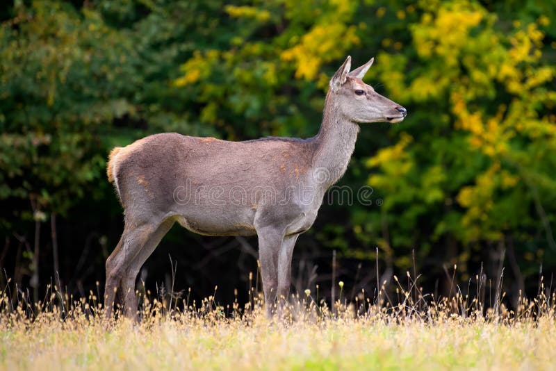 Deer on summer forest stock photo. Image of horn, landscape - 141030058