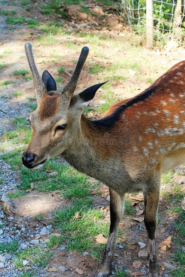 Deer stock image. Image of animals, animal, deer, summer - 120719147