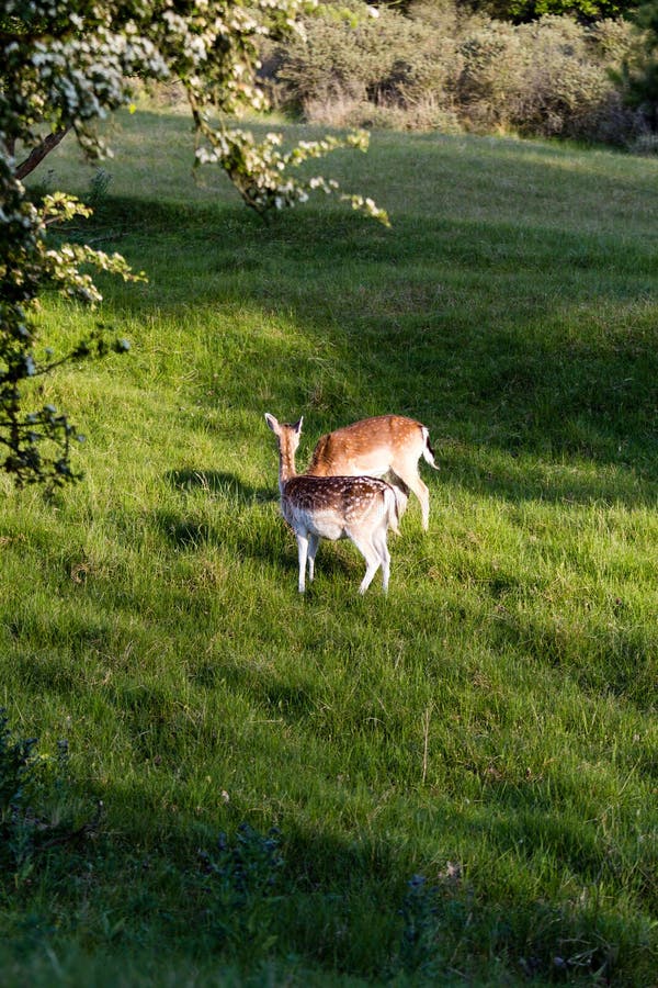 Deer Sunset - Whitetail Doe and Leaping Buck Stock Image - Image of ...