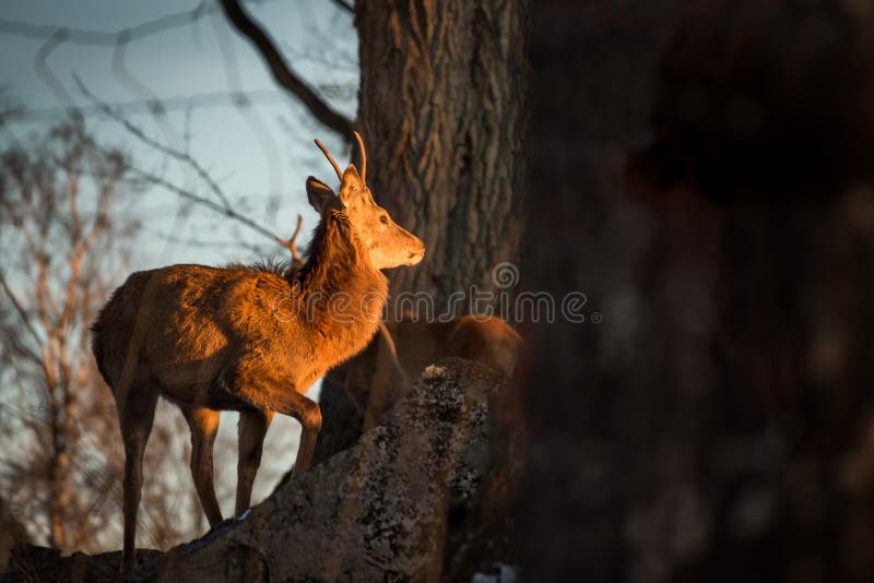 Deer in sunset stock image. Image of stone, sunset, orange - 113261747