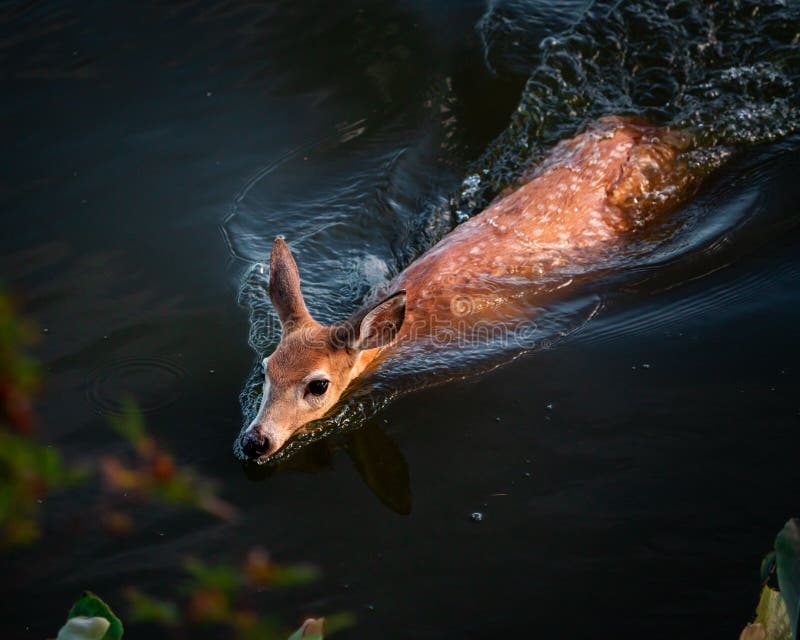 Deer Swimming Across the Maurice River during Low Tide. Stock Photo ...