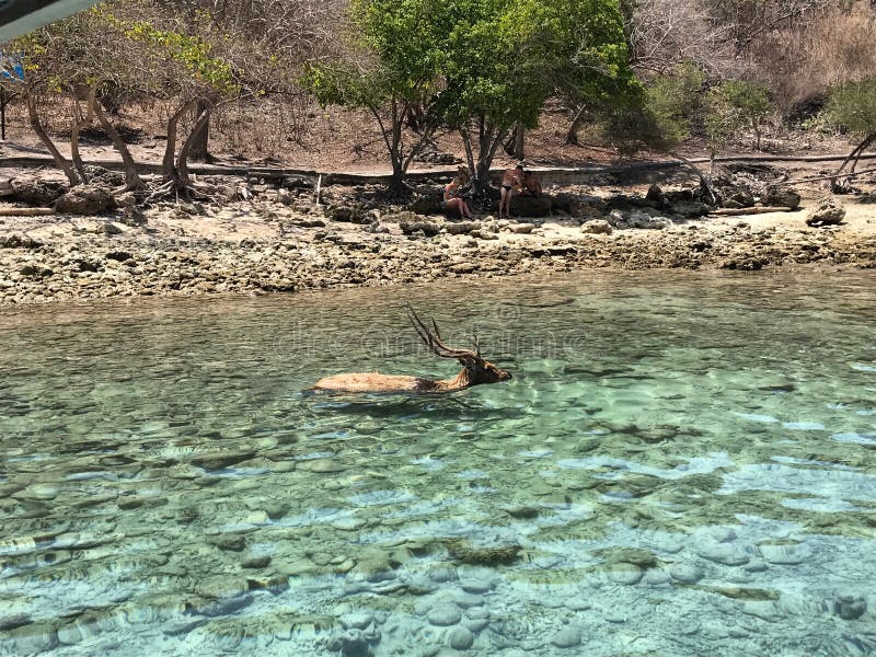 Deer swimming in ocean stock photo. Image of ocean, pemuteran - 102023224