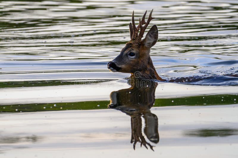 Deer swimming in the river stock image. Image of deer - 218603365
