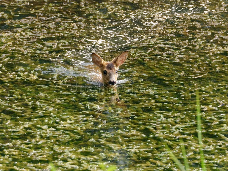 Ffhhj Stock Photos - Free & Royalty-Free Stock Photos from Dreamstime