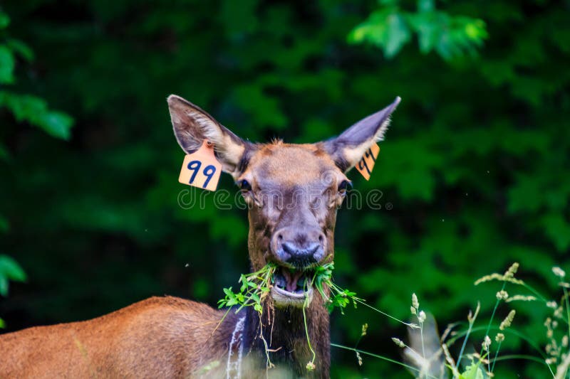 A Deer with a Tag on Its Ear is Eating Grass Stock Image - Image of ...