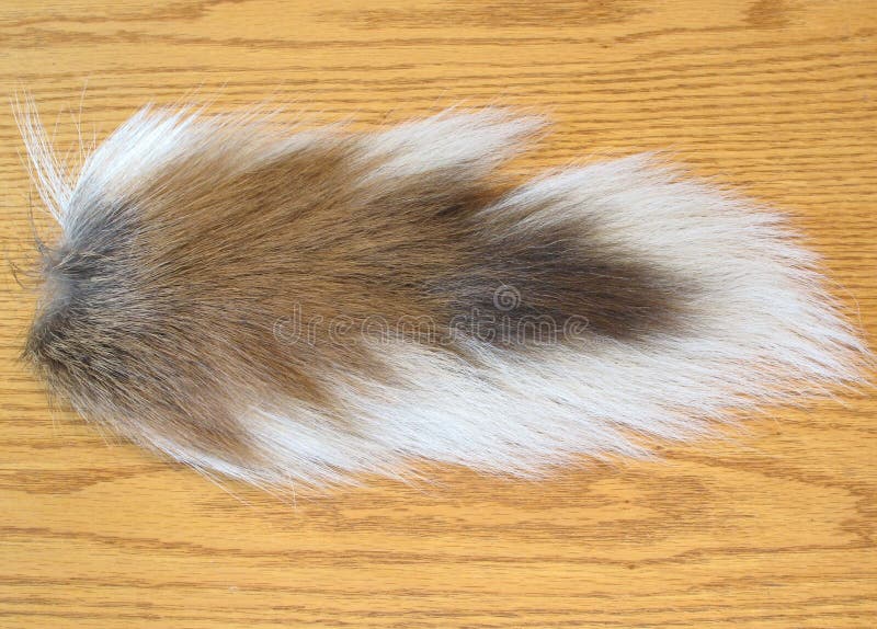 Deer tail stock image. Image of shape, dried, body, table - 4169971