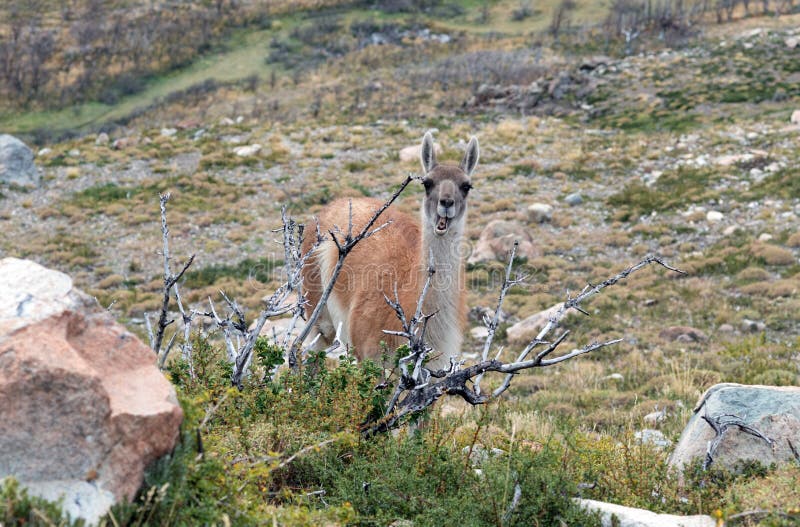 Deer stock image. Image of nature, beautiful, national - 102900015