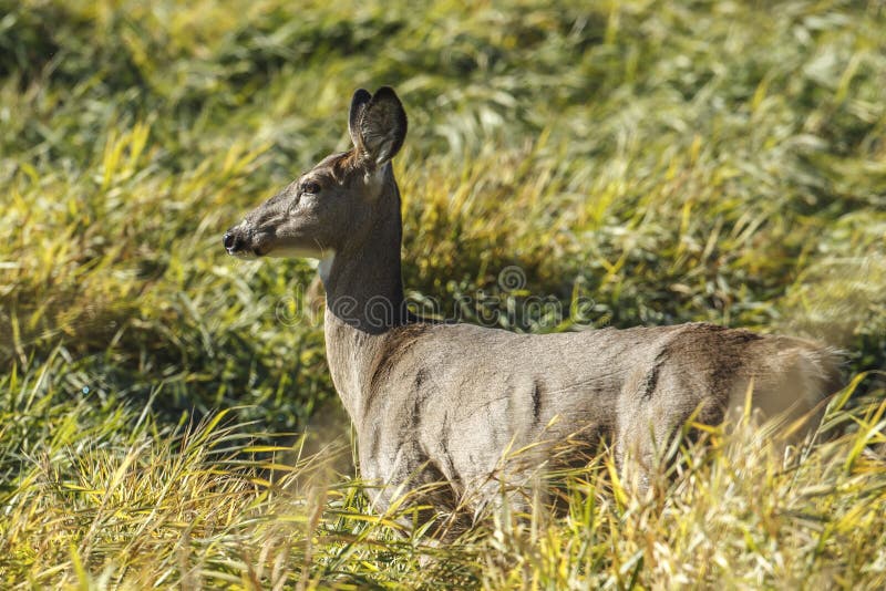 Deer in tall grass. stock image. Image of wild, habitat - 102657377