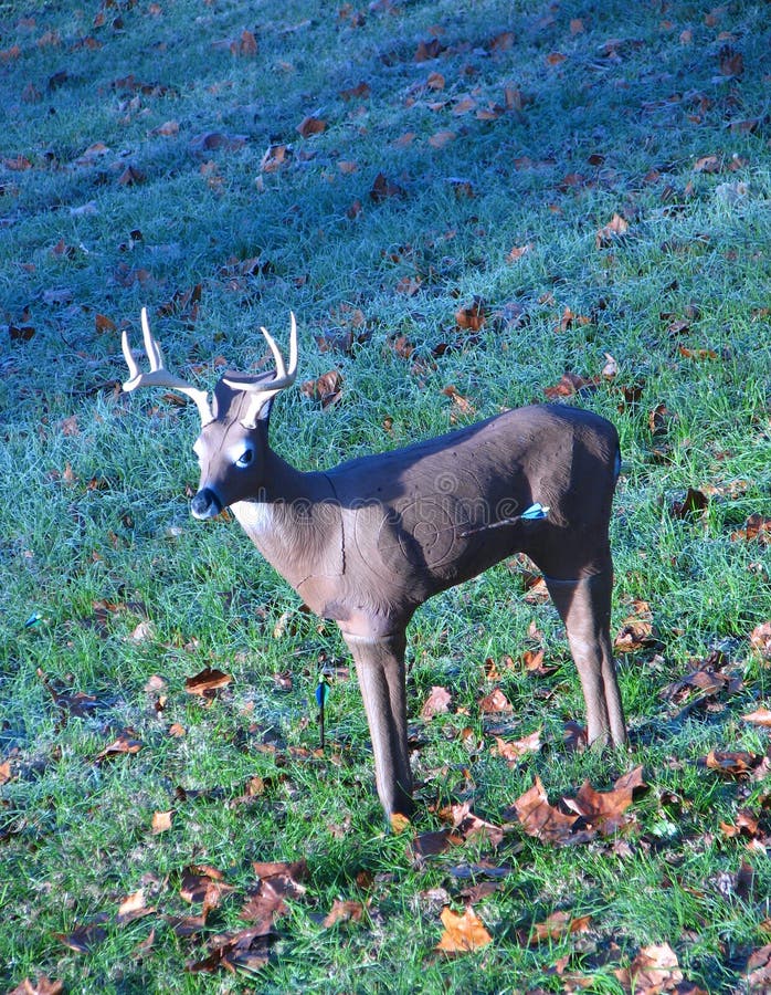 Deer Target stock photo. Image of shooting, sports, targets - 9555588