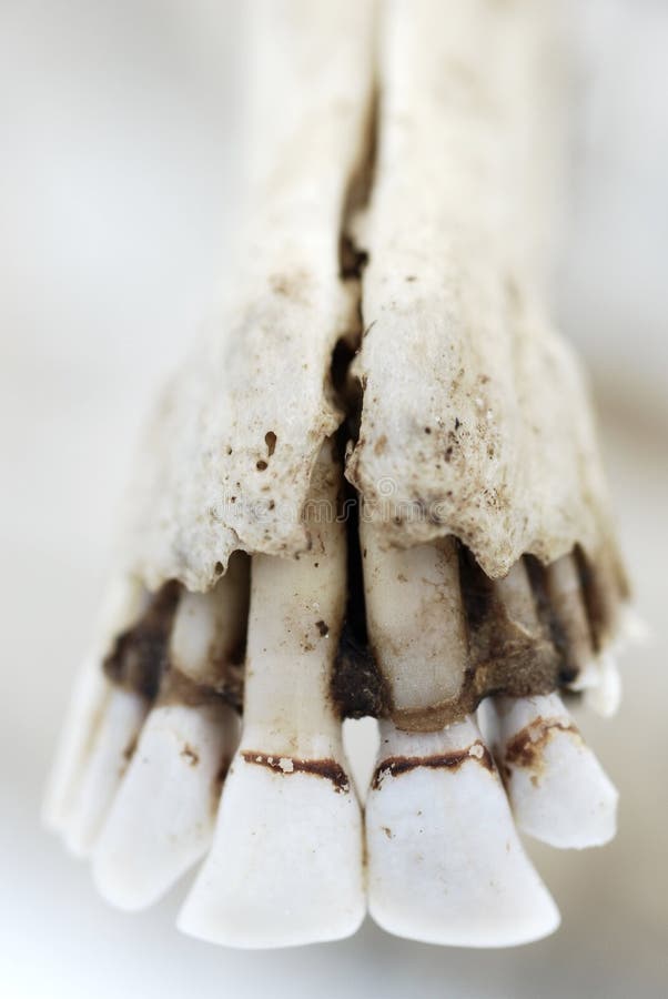 Deer Teeth and Bones stock photo. Image of bones, skull - 61587108